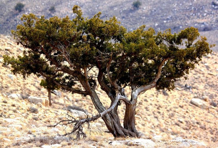 Iran's Natural Attractions Registered in the UNESCO List - To Iran Tour ...