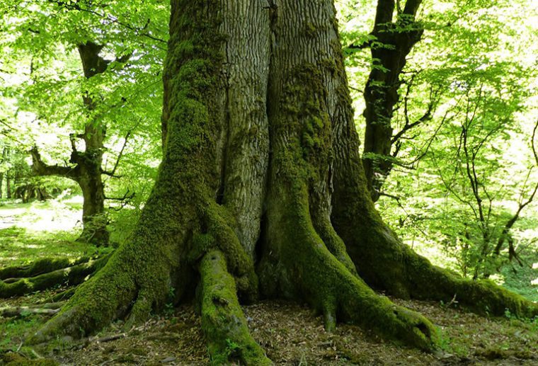 Iran's Natural Attractions Registered in the UNESCO List - To Iran Tour ...