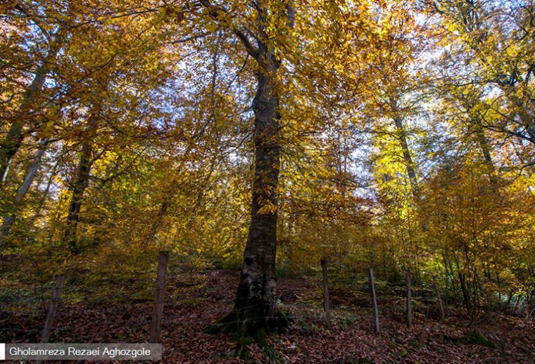 Hyrcanian Forests, One of the World’s Oldest Forests - To Iran Tour