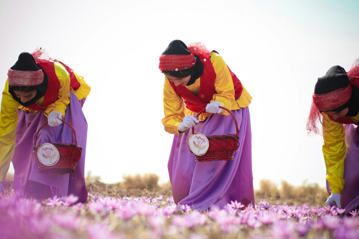 Saffron: Iran's Golden Treasure - To Iran Tour
