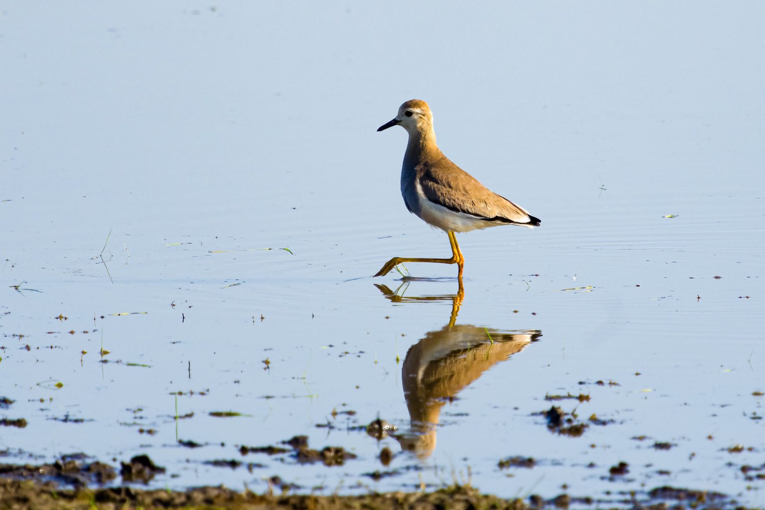 Iran Wildlife: Discovering the Best of Iran Nature - To Iran Tour
