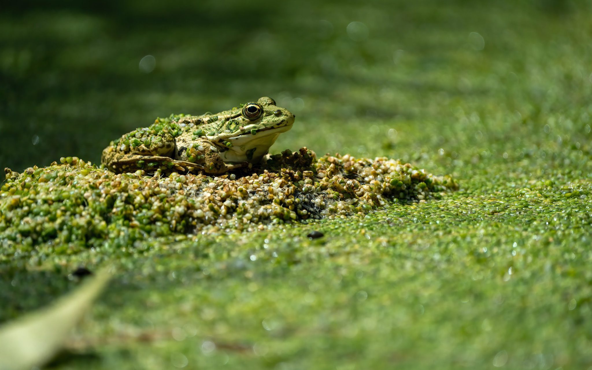 Best Bandar Anzali Guide: Travel to Iran's Coastal Wonderland - To Iran ...