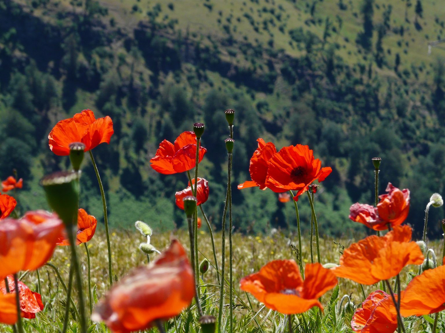 Iran Seasons: A Land of Diverse Climates - To Iran Tour