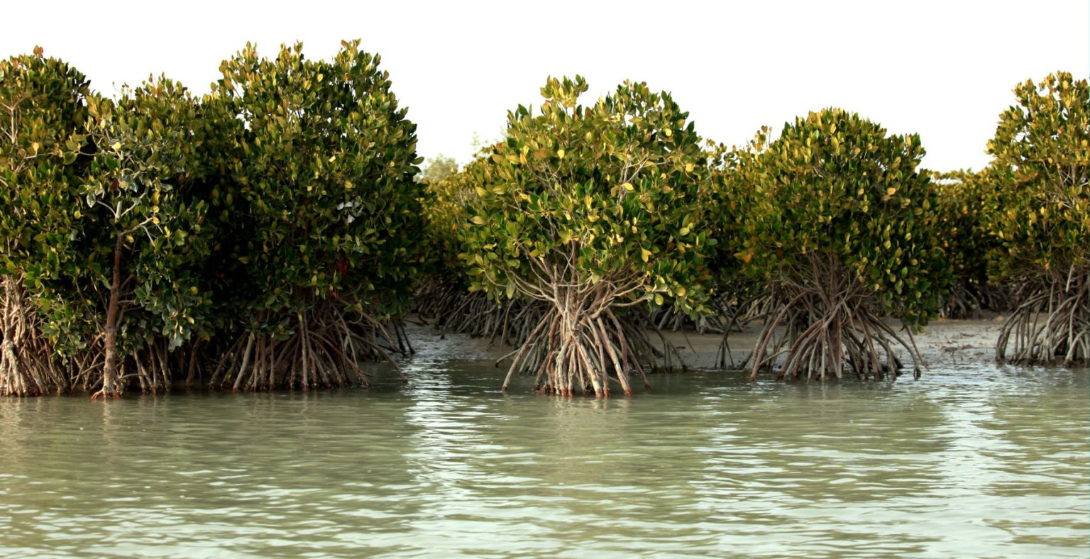 Mangrove Forests of Qeshm: A UNESCO Biosphere Reserve - To Iran Tour