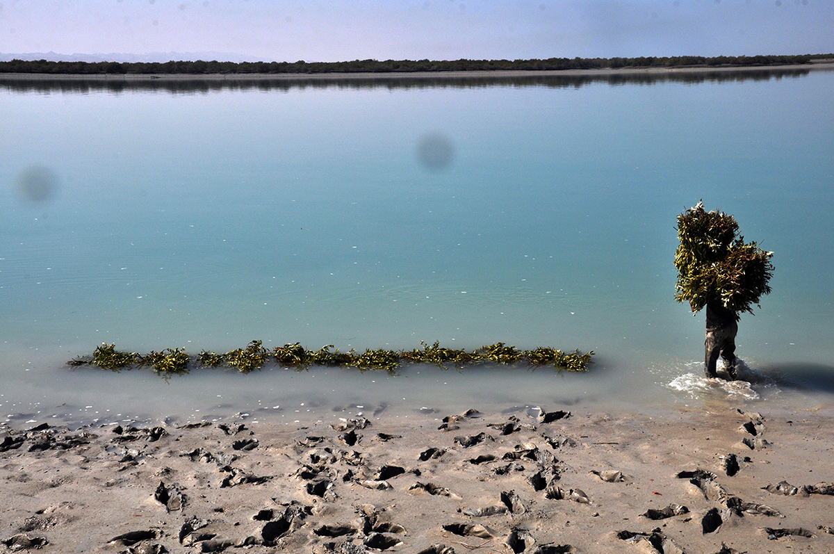 Qeshm Island Geopark: Natural Wonders and Cultural Riches - To Iran Tour